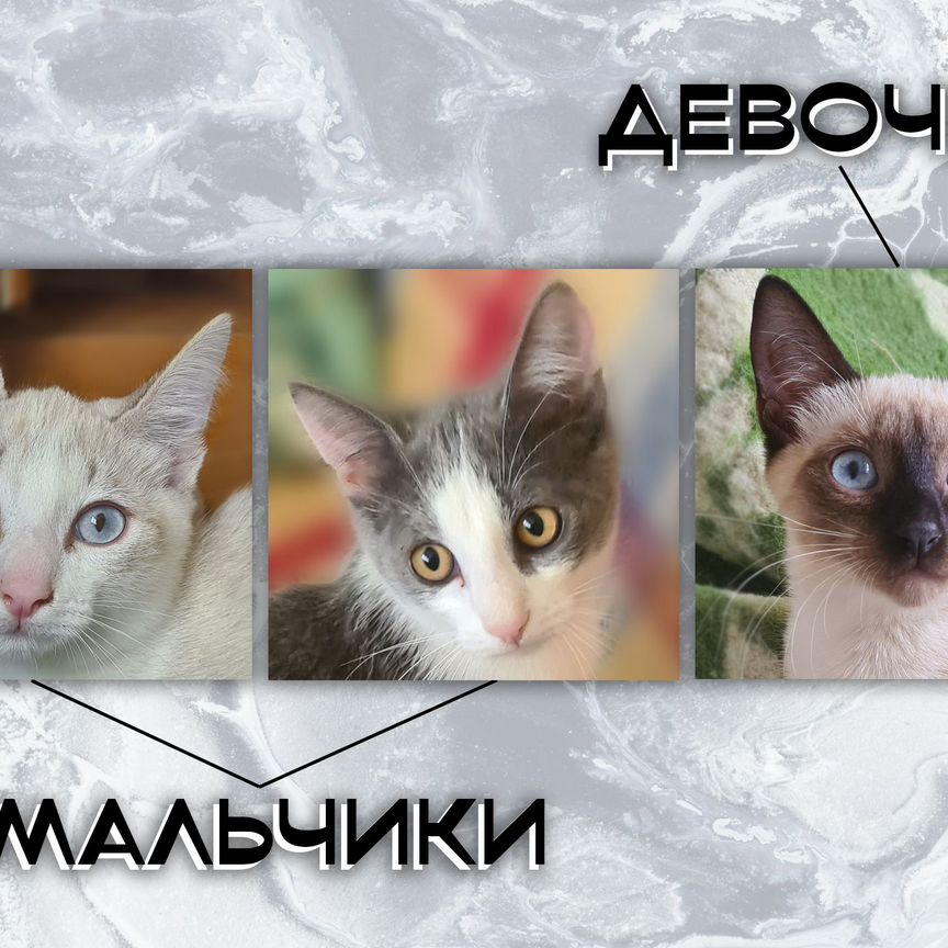 Домашние котята в добрые руки