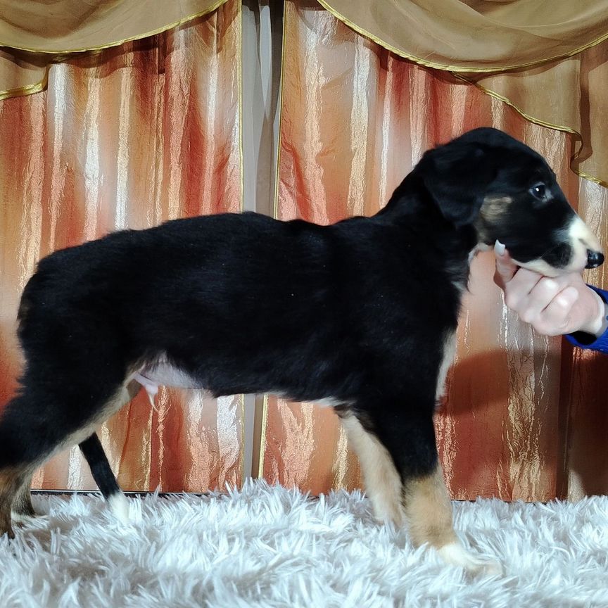 Русская псовая борзая, щенок