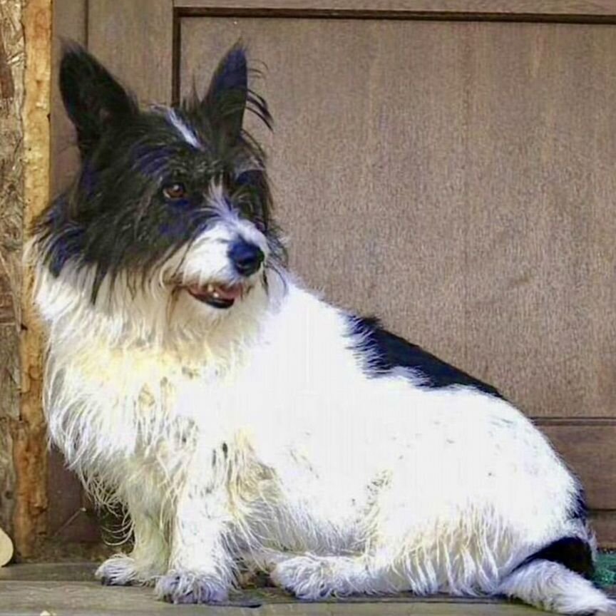 Взрослая собака в добрые руки