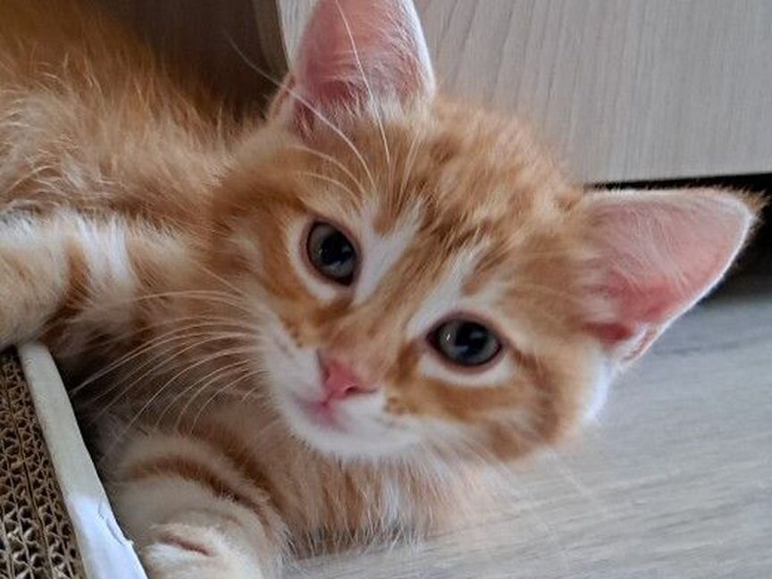 Котенок мальчик в добрые руки