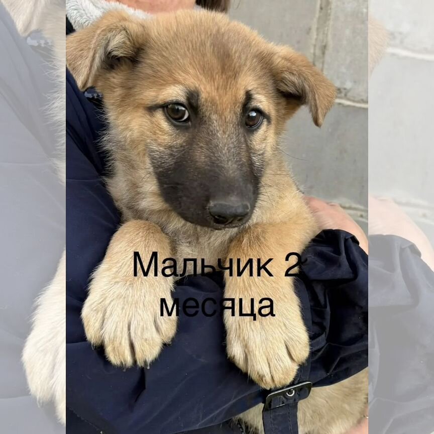 Немецкая овчарка, щенок