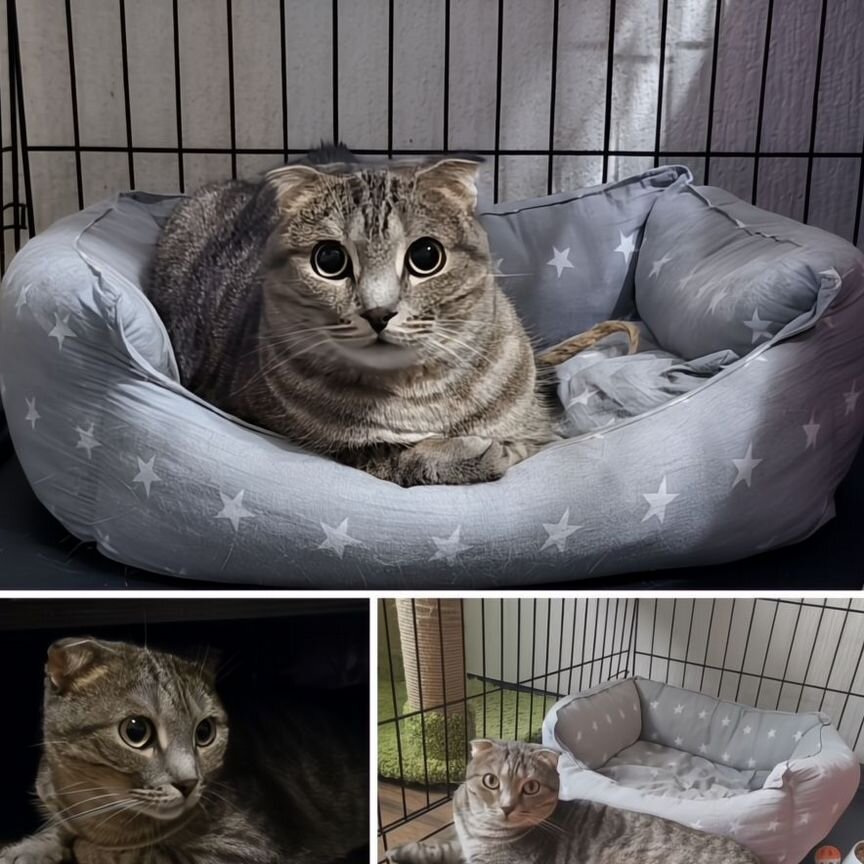 Взрослая, кошка в добрые руки