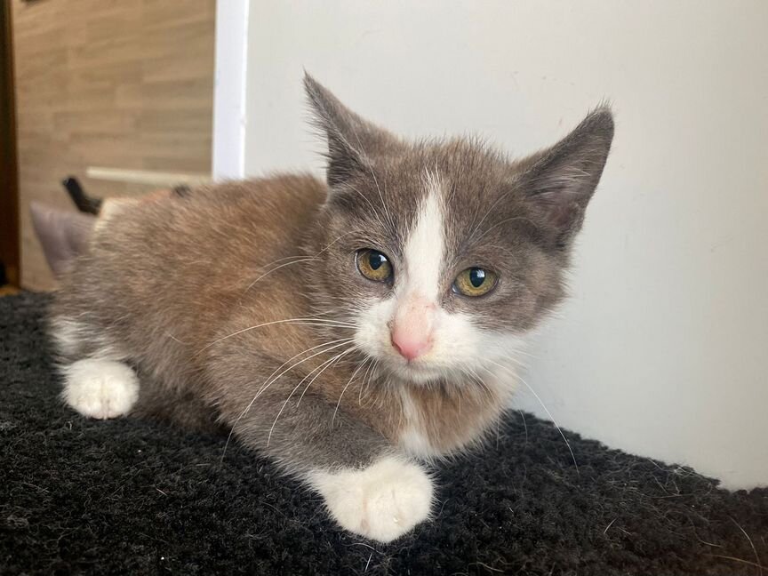 Котёнок, девочка, в добрые руки