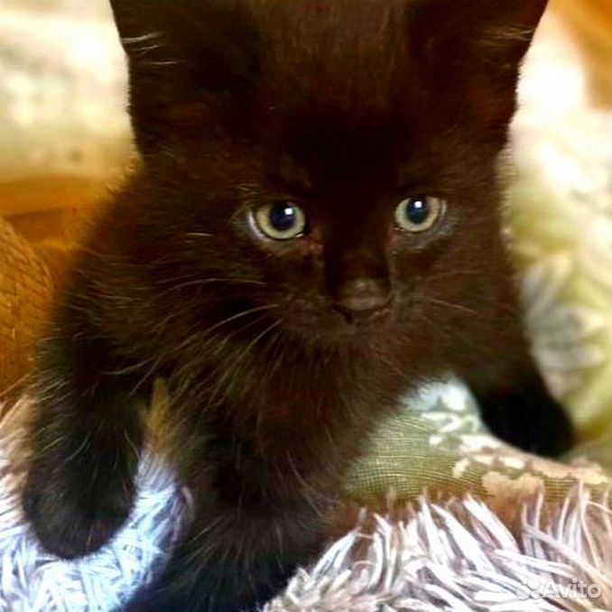 Котенок Карай, чёрного окраса мальчик