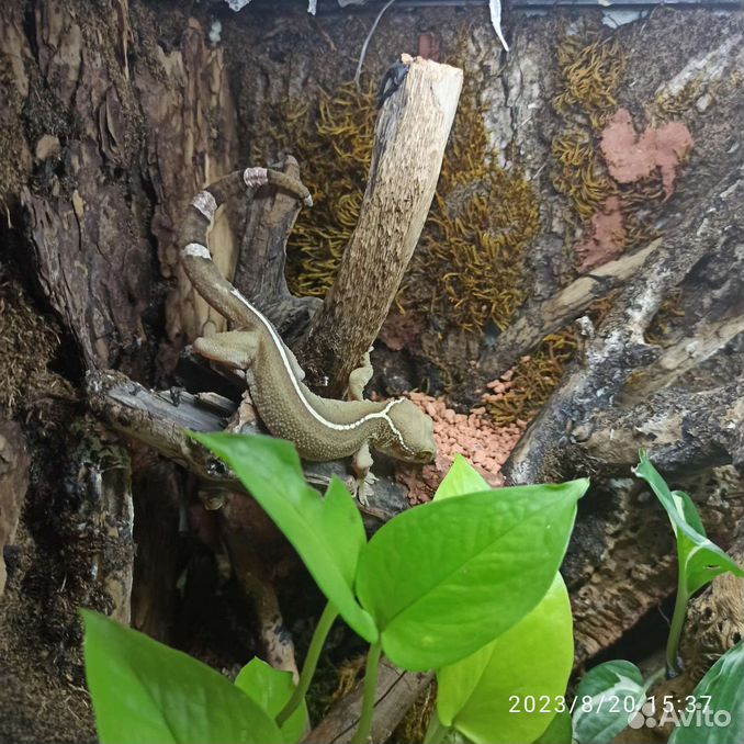 Полосатый геккон (gekko vittatus)