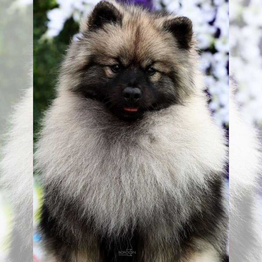 Вольфшпиц, щенок