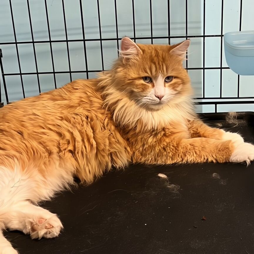 Взрослый кот в добрые руки