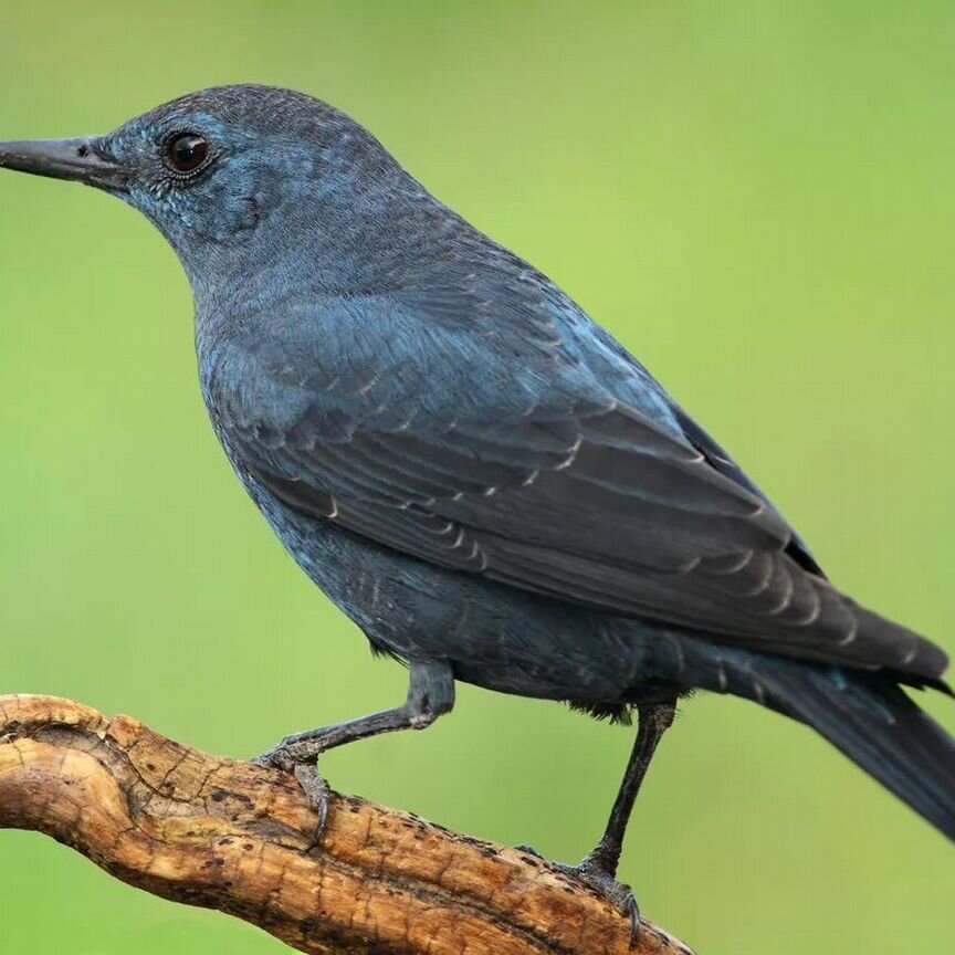 Экзотические птицы