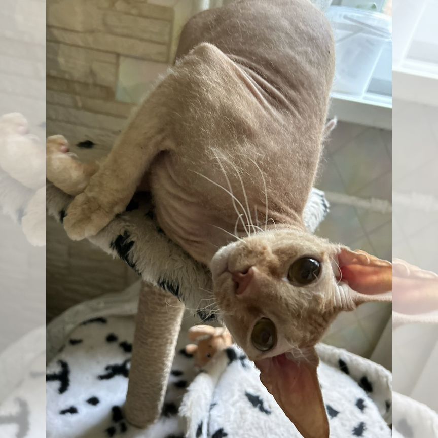 Кошка с домиком