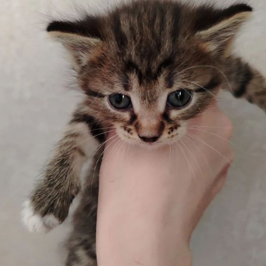 Ориентальный котёнок