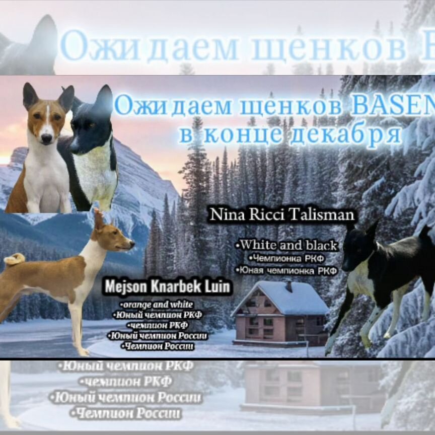 Басенджи, щенок