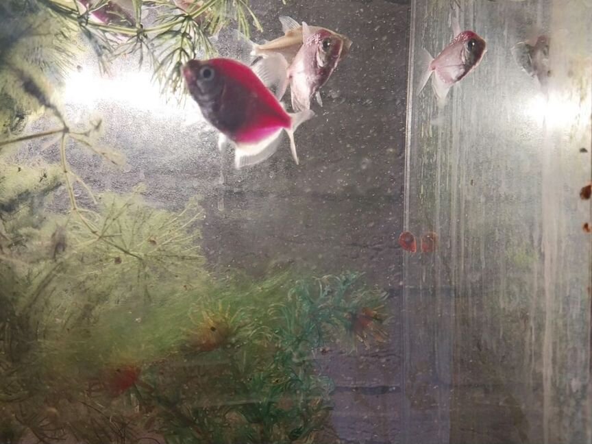 Аквариумные рыбки и растения