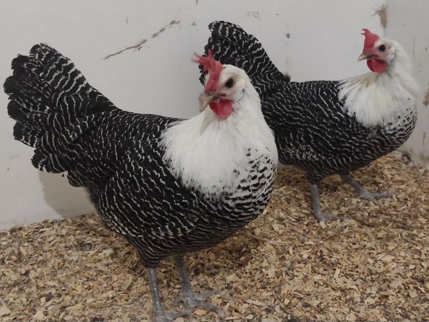 И/я породной птицы