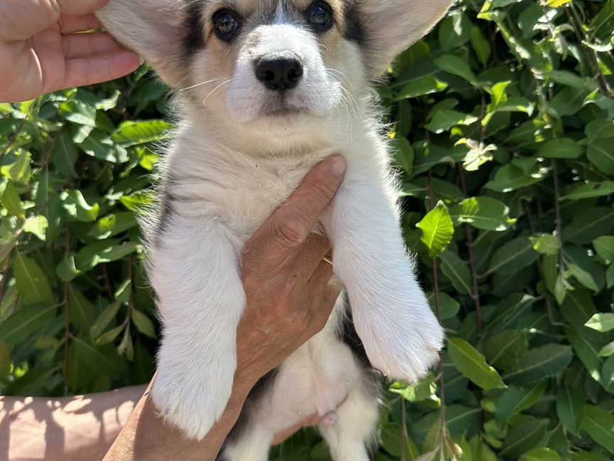 Мальчики корги