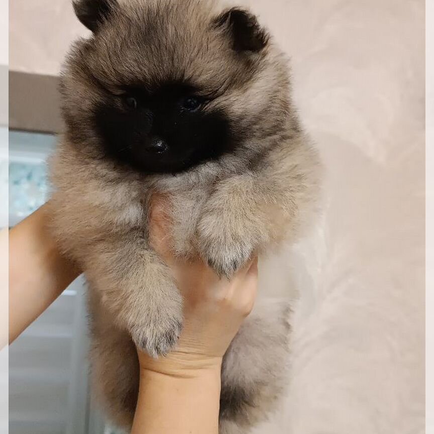 Щенки немецкого шпица