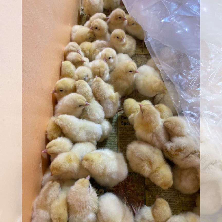 Петушок ломан браун