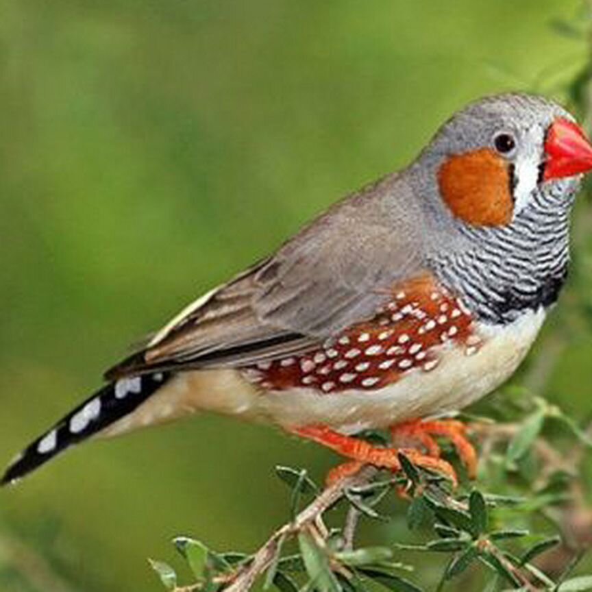 Зебровые амадины в добрые руки