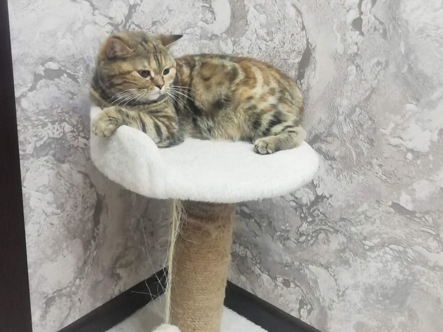 Шотландская