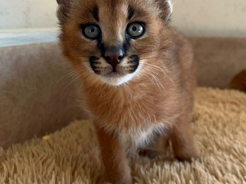 Степная кошка