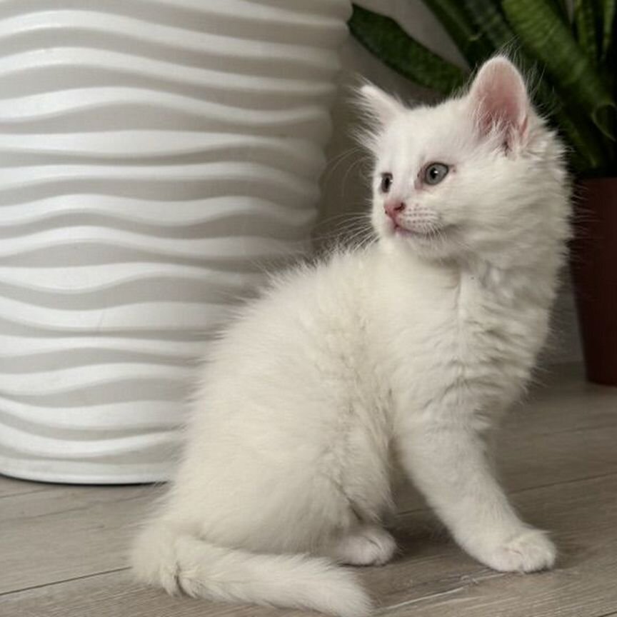 Сибирский котёнок
