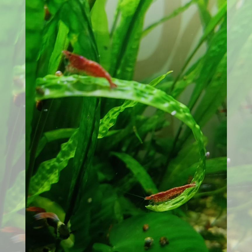 Креветки Черри