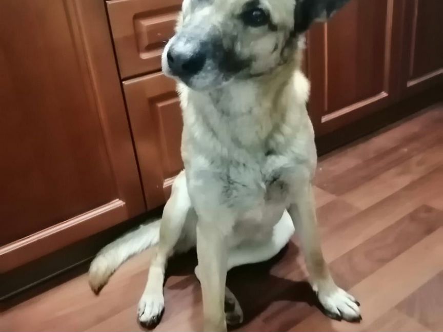 Собака в добрые руки