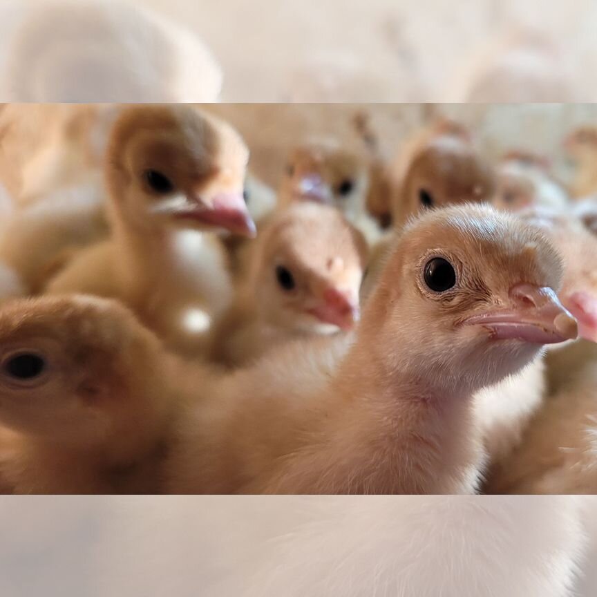 Индюшата Хайбрид Грейд Мейкер