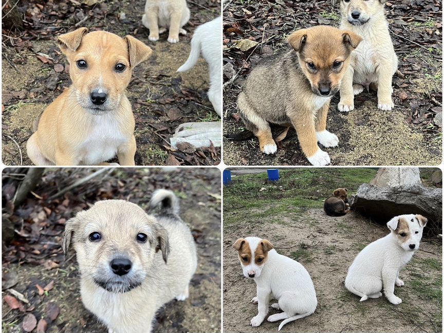 Щенки в добрые руки