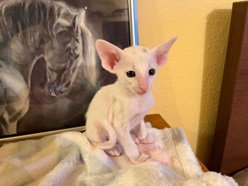 Ориентальный нежный малыш