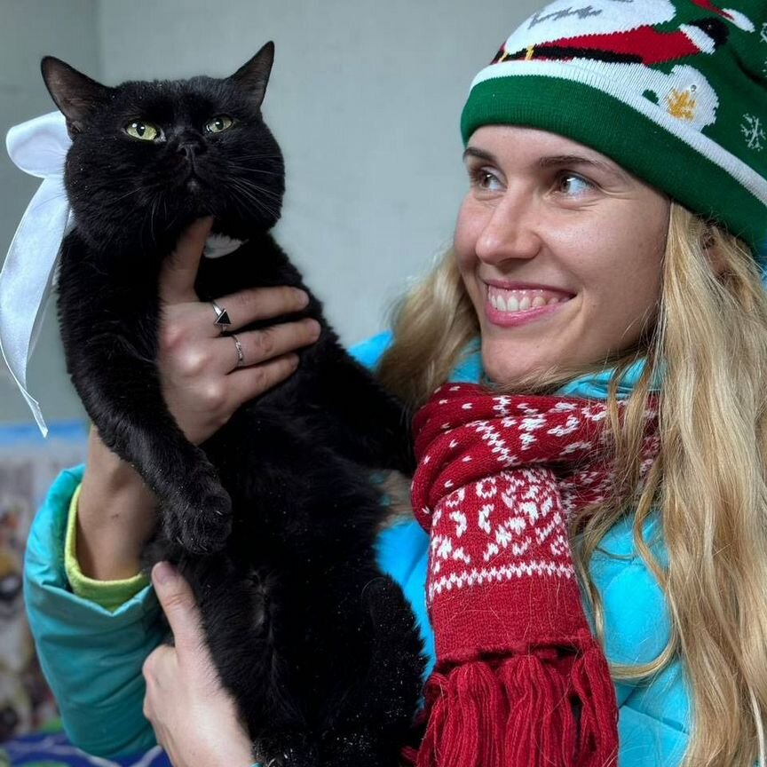 Кот в семью