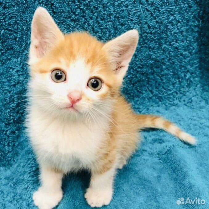 Котенок рыжий Платоша ищет семью