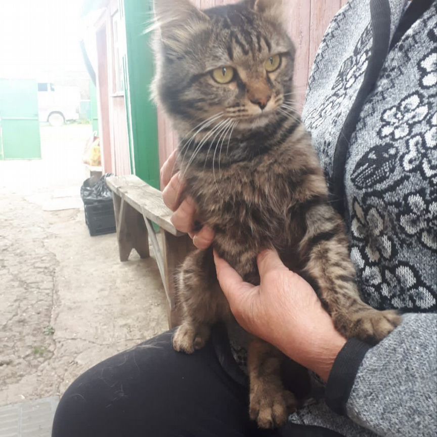 Котик ищет новых родителей