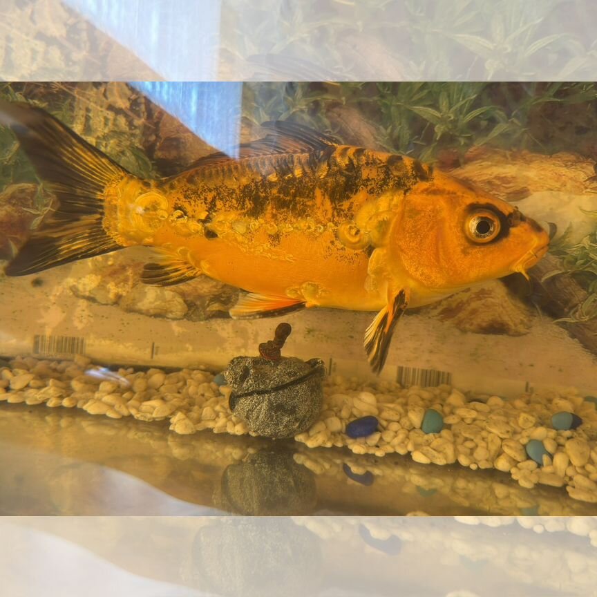 Карп прудовый