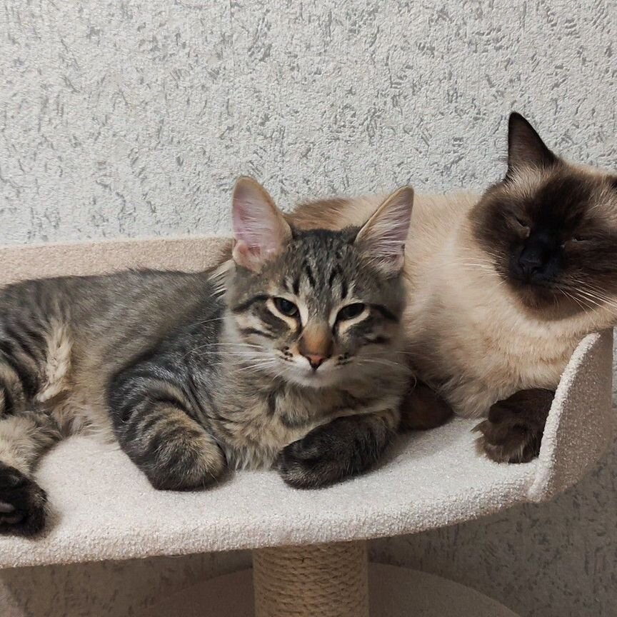Котенок от Невской М. кошки в Золотые руки