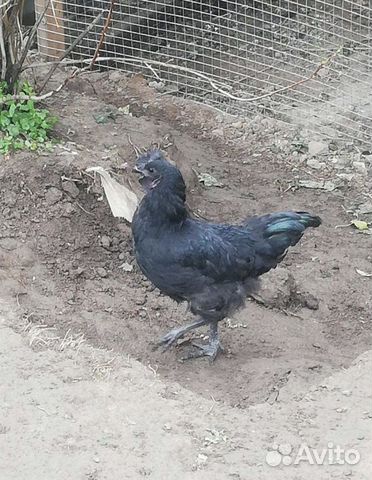 Куры ухейилюй