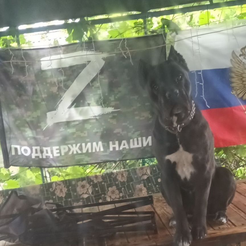 Вязка собак коне корсо