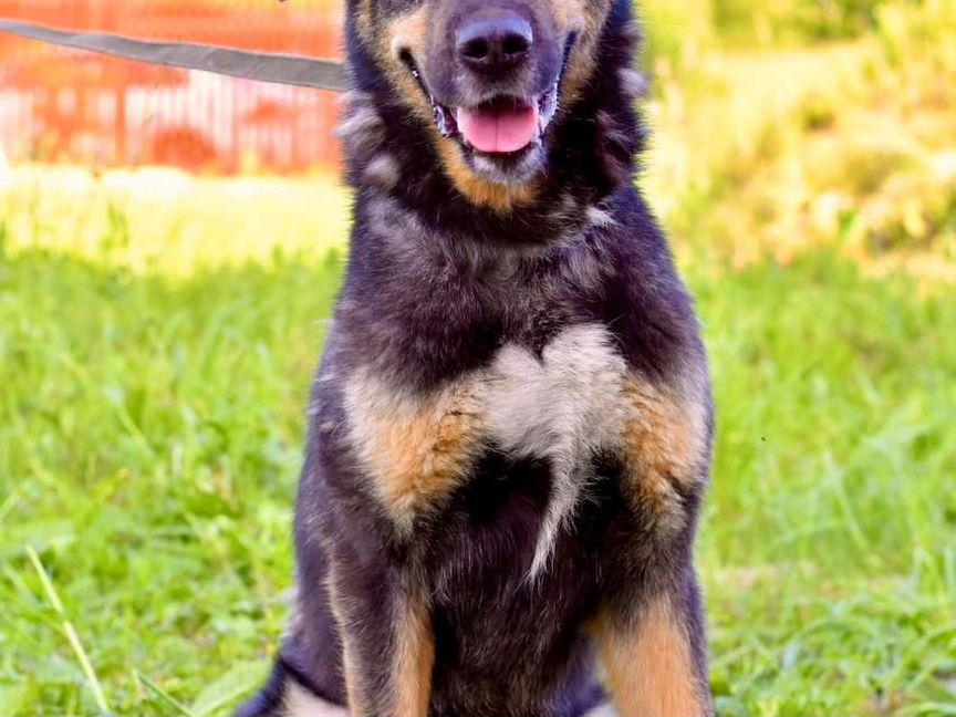 Французская овчарка