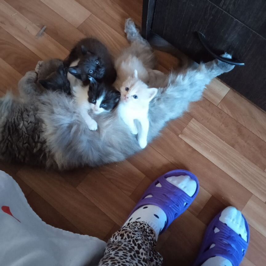 Котята в добрые руки