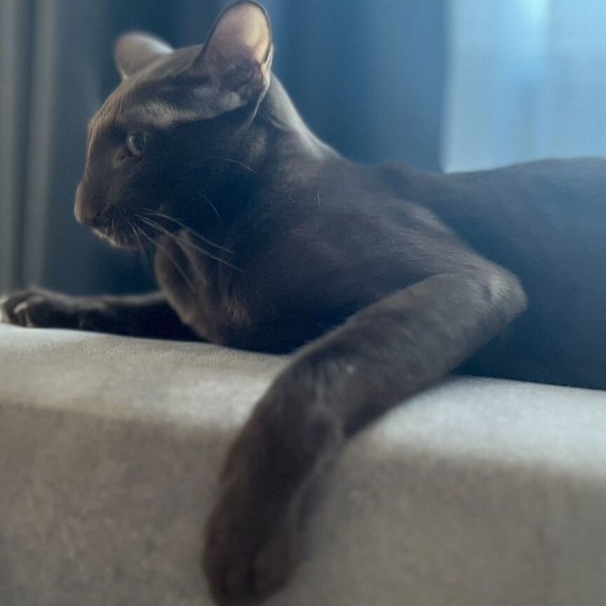 Ориентальный кот, вязка