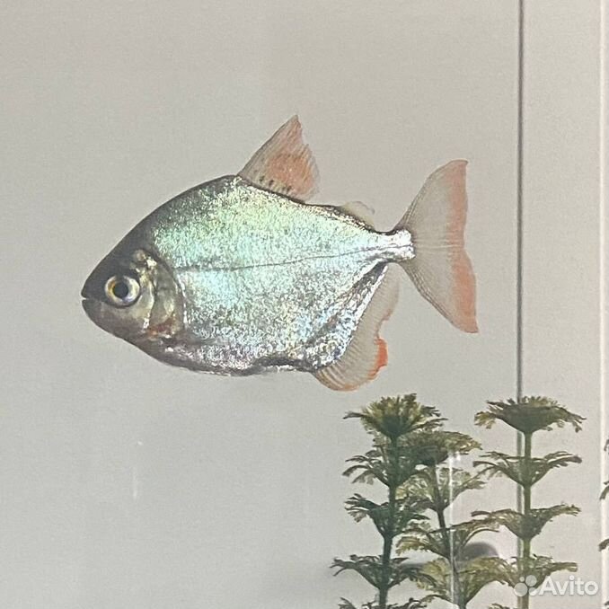 Метиннис серебристый