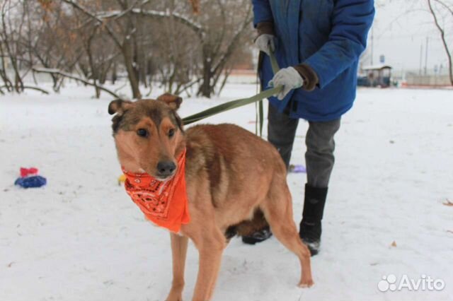 Робкий пес Лобзик хочет в дом