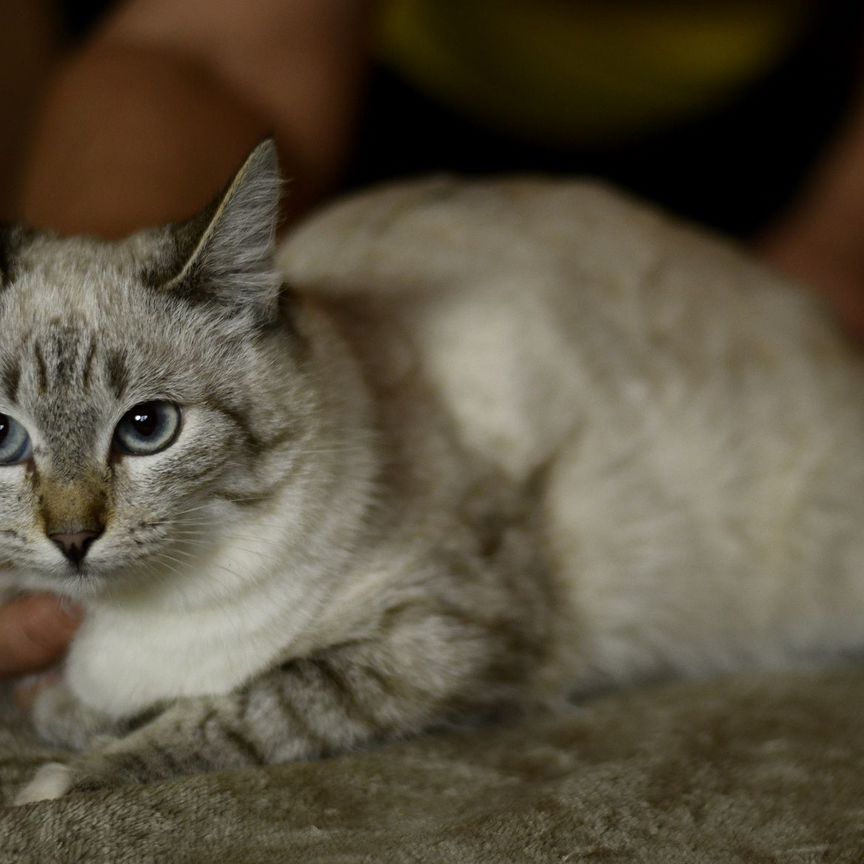 Кошка Ева в добрые руки