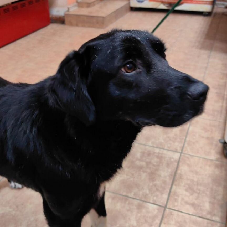 Дружку нужен дом