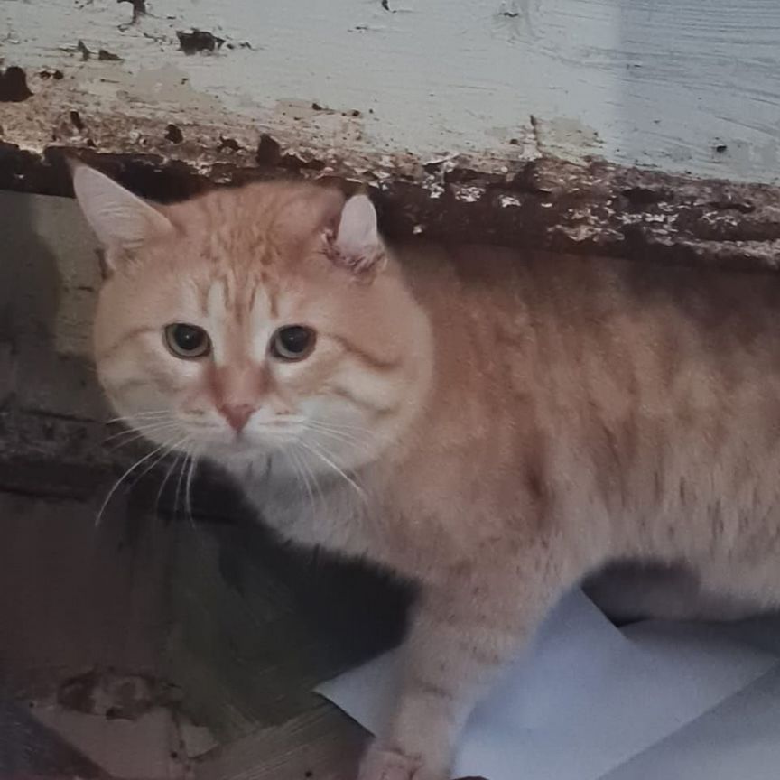Кот щекастик