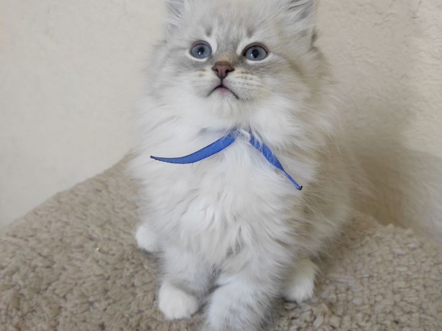 Невский маскарадный котенок