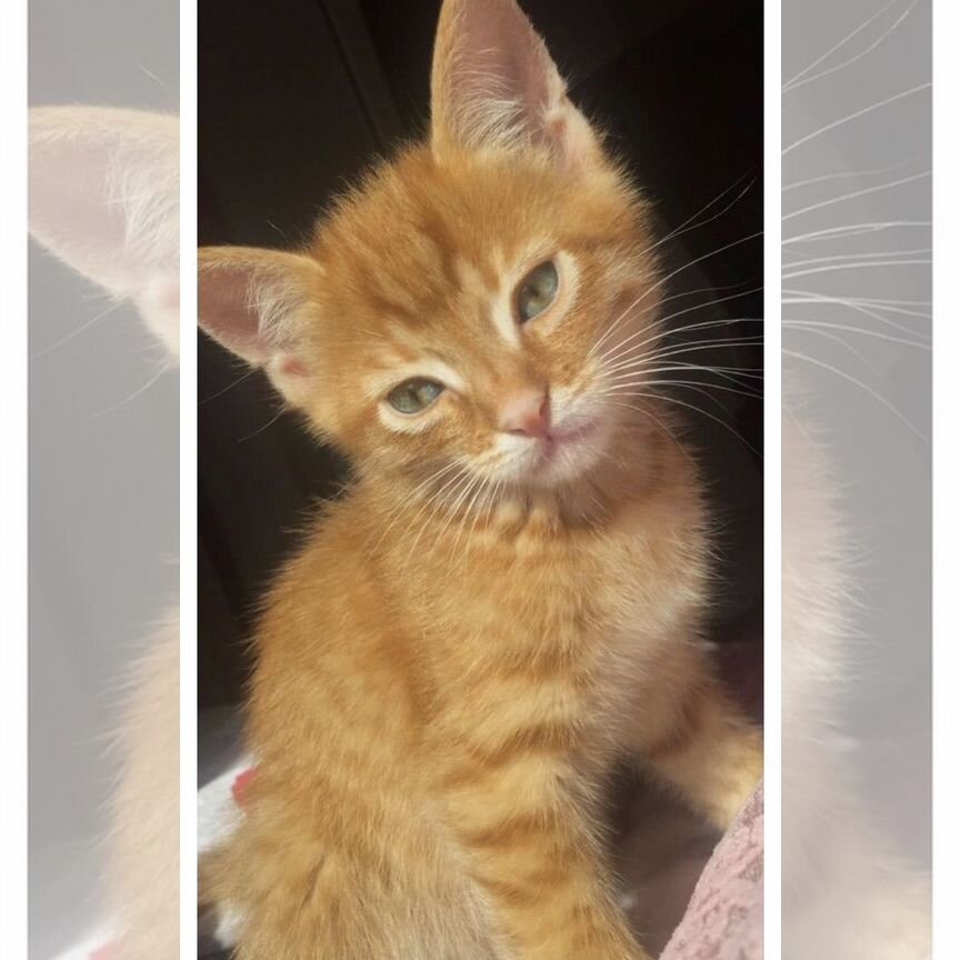 Котёнок в добрые руки