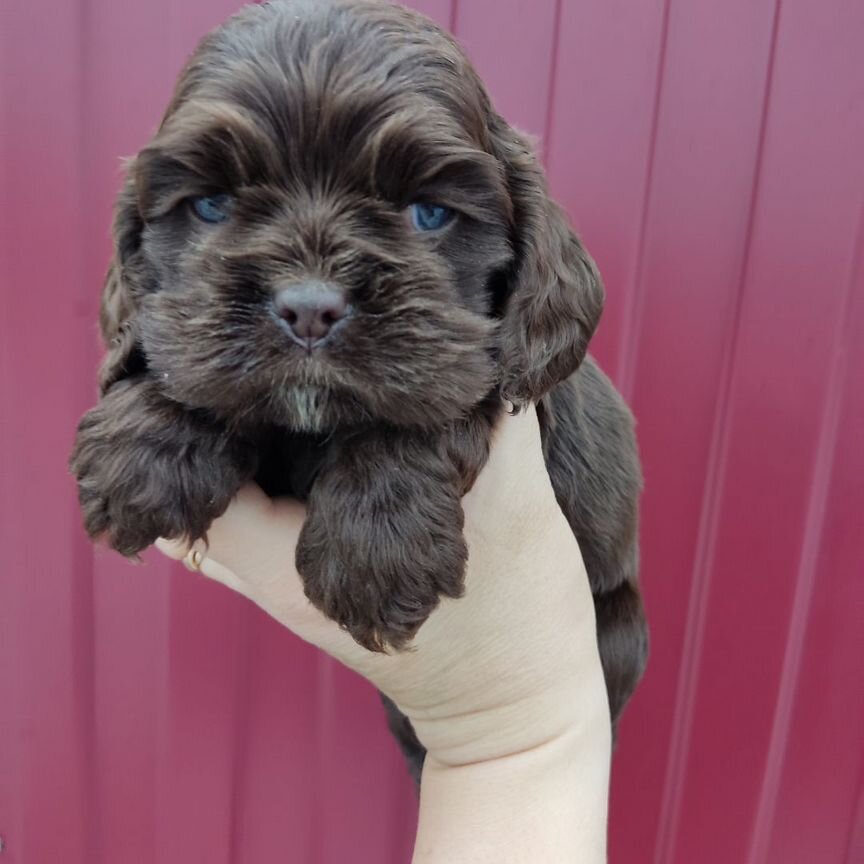 Продаётся мальчик американского кокер спаниеля