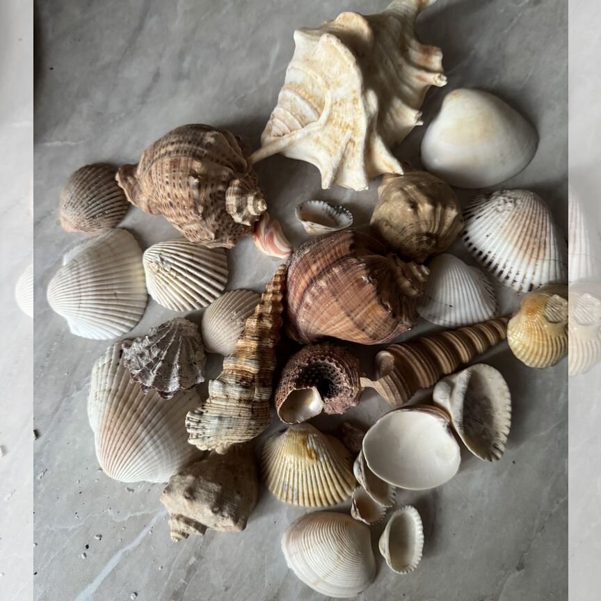 Морские ракушки раковины оптом