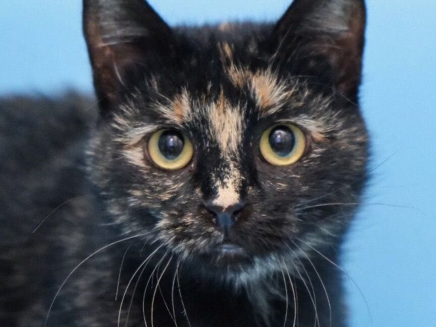 Котенок, которого легко удивить