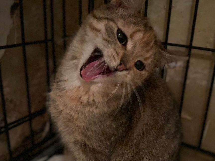 Кошечка с зелеными глазами 4 месяца